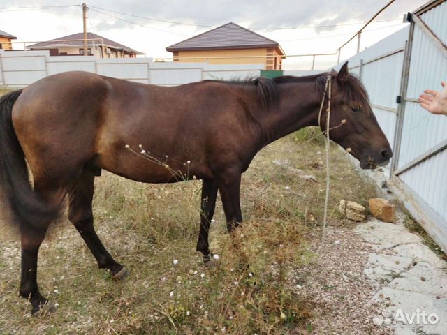 Продам жеребёнка