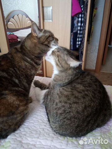 Кот и кошка неразлучники