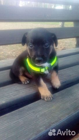 Щенок мини пинчер, имя щенка Рич