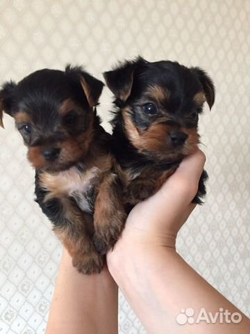 Домашние животные собаки