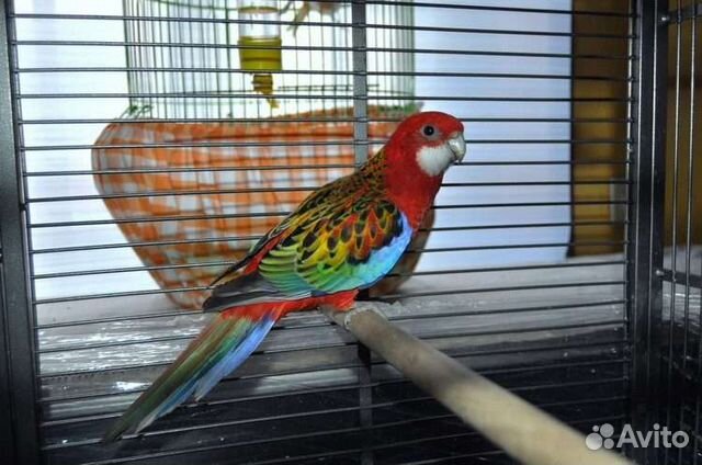 Попугай розелла ручная