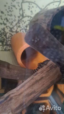 Номерные сомы L206