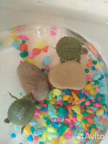 Декоративные мини черепашки