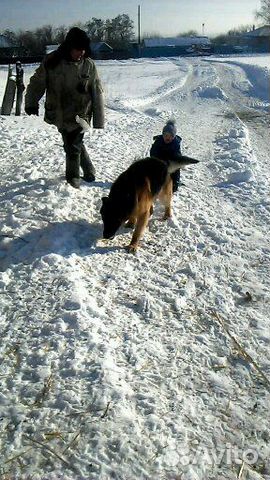 Немецкая овчарка