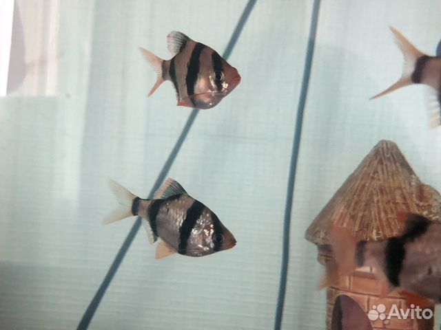 Рыбки барбусы