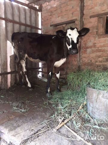 Племенные тёлки 5,5 6,5 месяцев от высокоудойных к