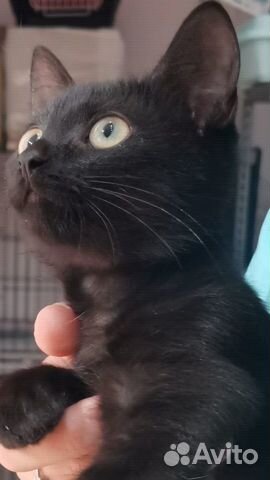 Котенок Сухарик