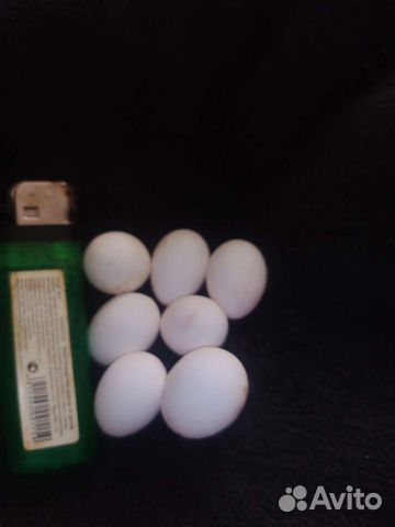 Кладка яиц попугаев неразлучиков