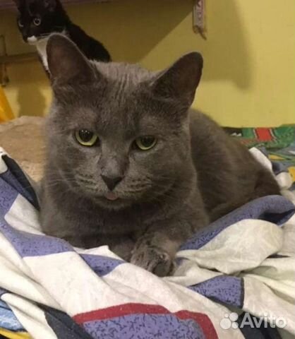 Русская голубая