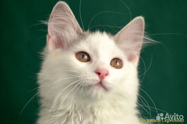 Кошечка курильский бобтейл