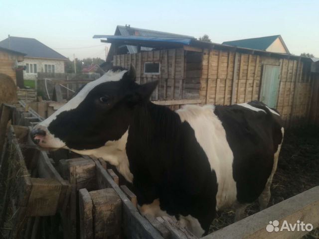 Молочная корова
