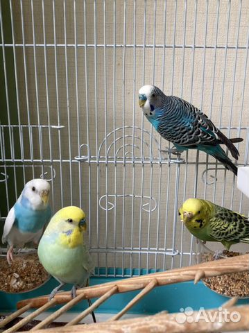 Волнистый попугай