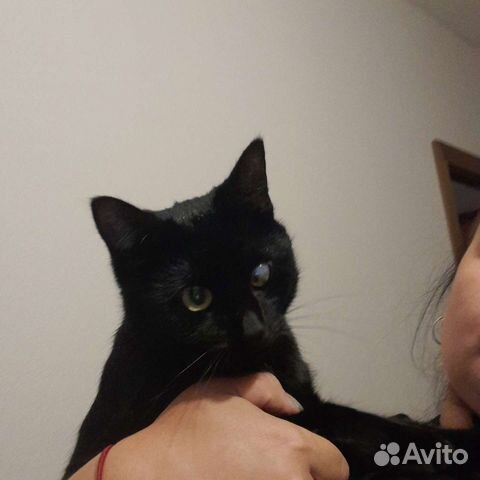Кошка ищет жениха