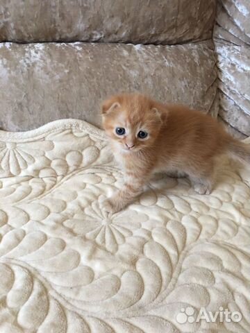 Шотландские вислоухие котята