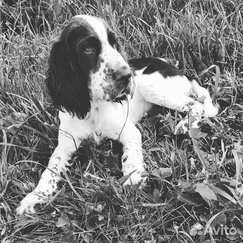 Английский спрингер спаниель