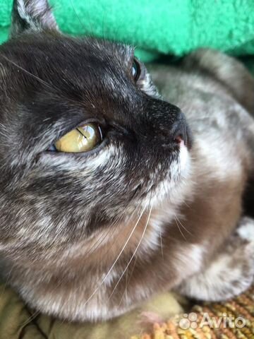 Бурманская кошечка