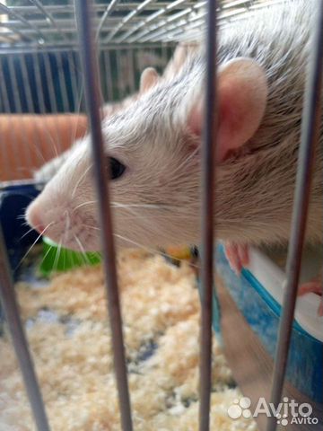 Декоративная крыса