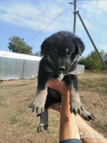 Щенок с разноцветными глазками в добрые руки