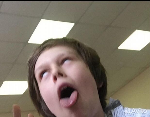 Паша (синичка)