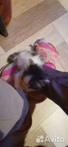 Малыши котятки