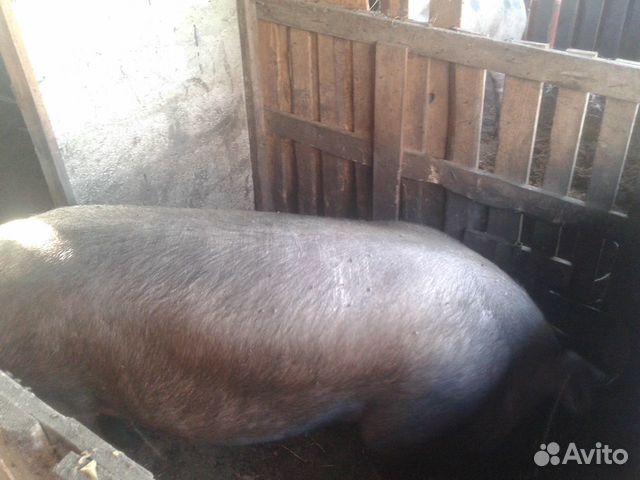 Свиноматка