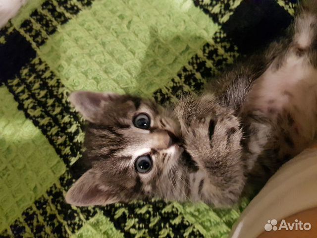 Котенок