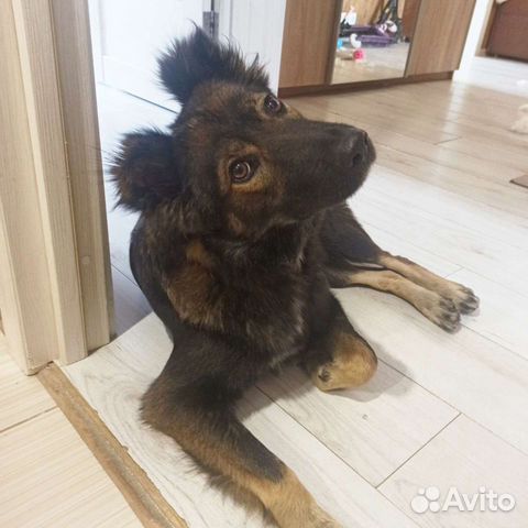 Собаку выбросил хозяин