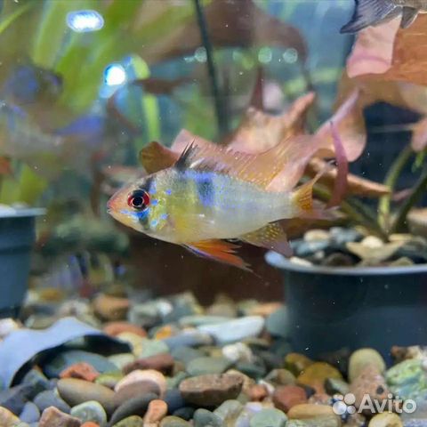 Апистограмма рамерези