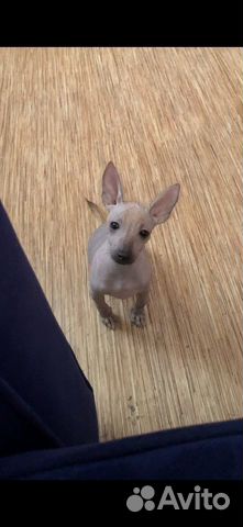 Ксолоитцкуинтли