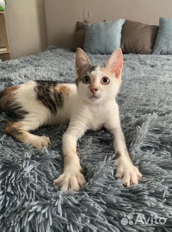 Котенок Душечка