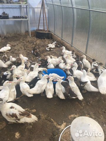 Мускусные утки