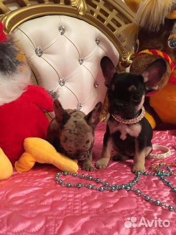 Эксклюзивчики