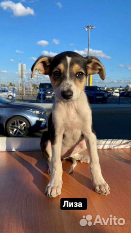 Малышка Лиза в добрые руки