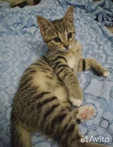 Котята Виолетта и Джон в добрые руки