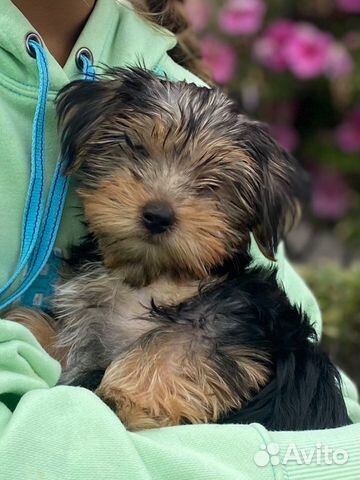 Щенки йорка