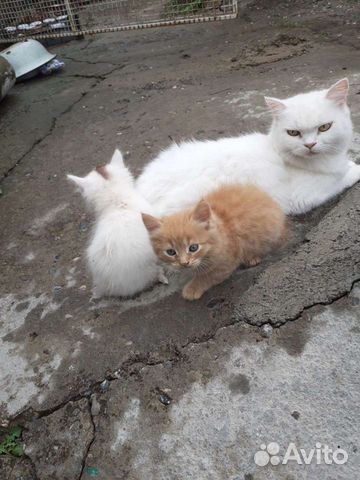 Подарю котят