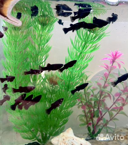 Аквариумные рыбы