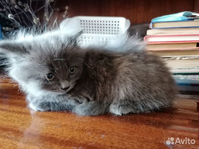 Котята в добрые руки даром