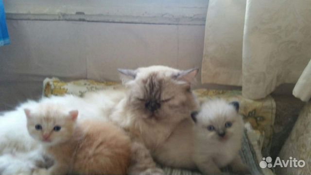 Котята невская маскарадная