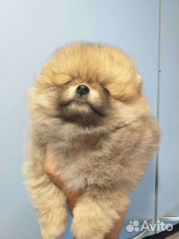 Шпицы померашки