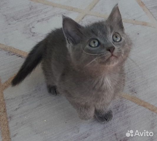 Котенок Смоки в самые хорошие руки