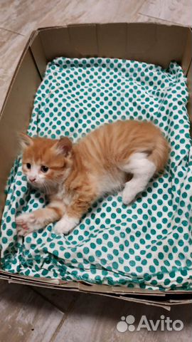Отдадим котенка