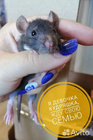 Крыска девочка крыса крысы рекс
