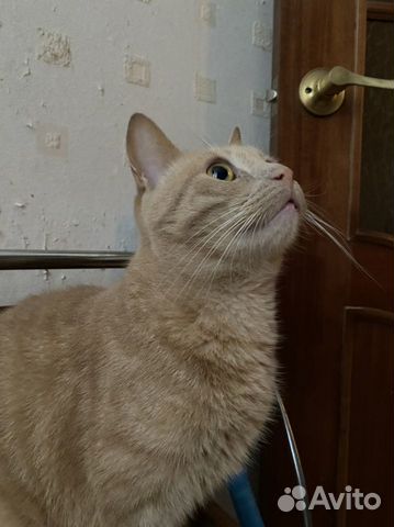 Рыжий кот