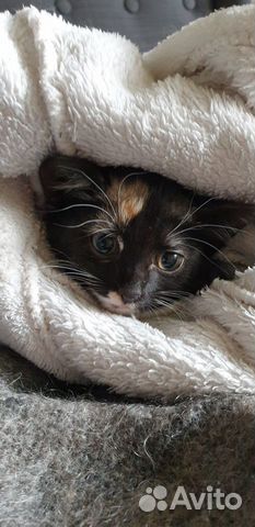 Счастливая кошечка ищет дом