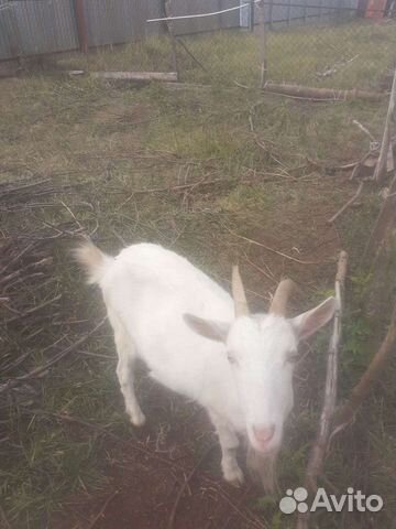 Коза продается