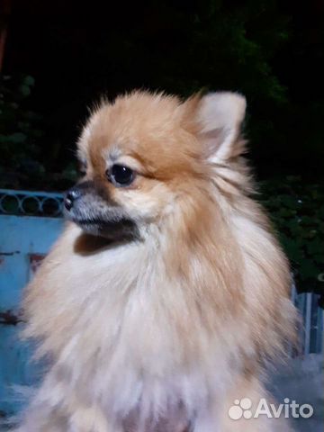 Найден Шпиц