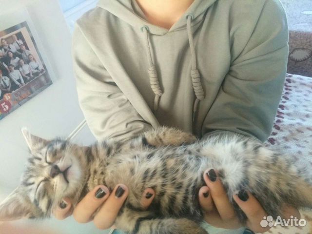 Котенок