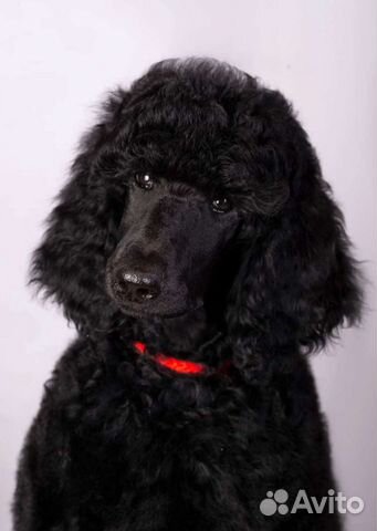 Пудель Большой