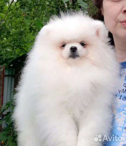 Померанский шпиц белый мальчик